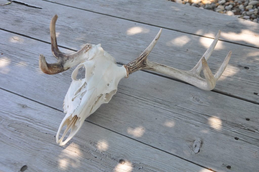 How to Score a Deer: Measuring Your Trophy Step-by-Step - Wide Open Spaces