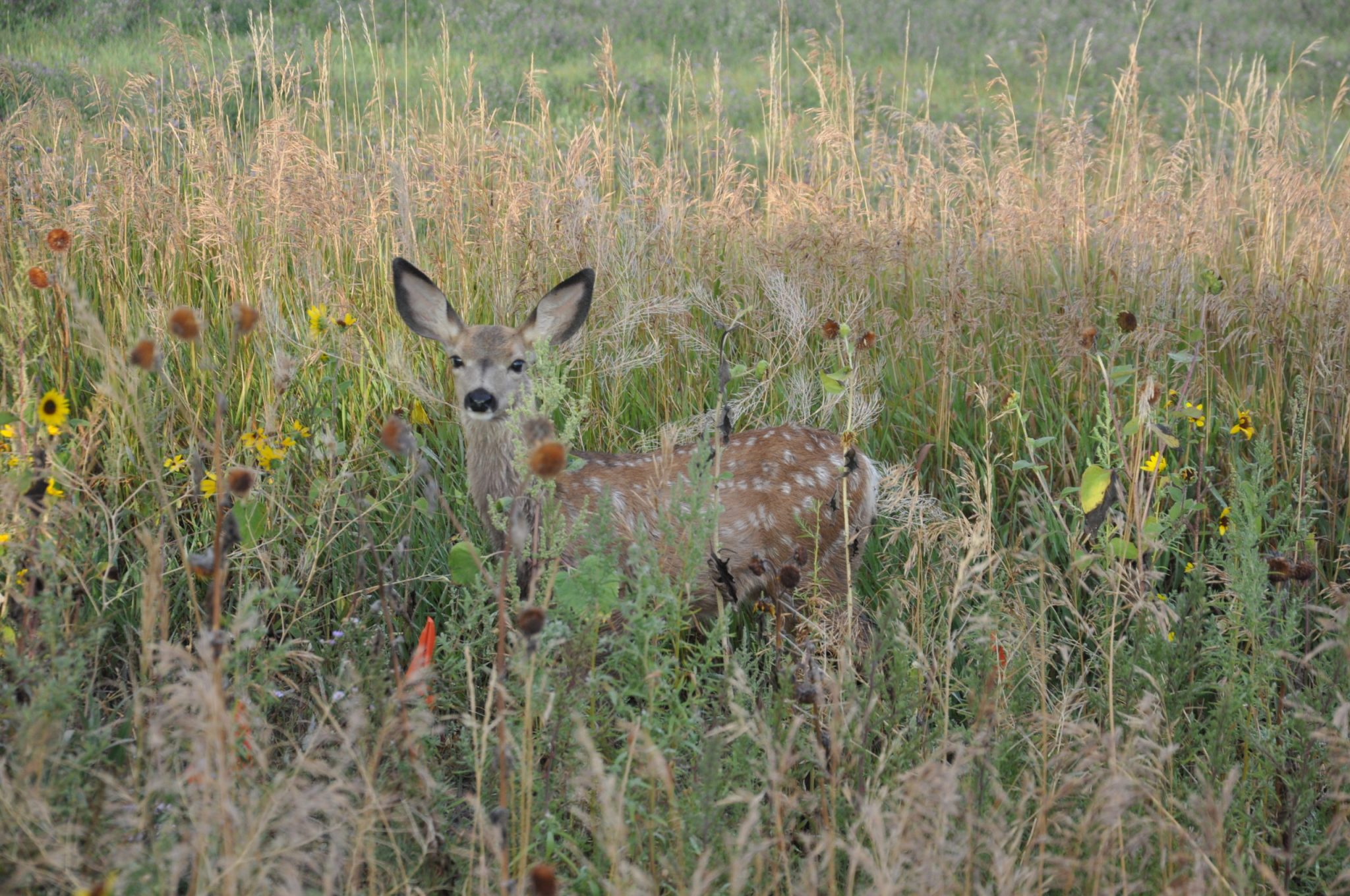 Abandoned Fawns: What to Do If You Find One
