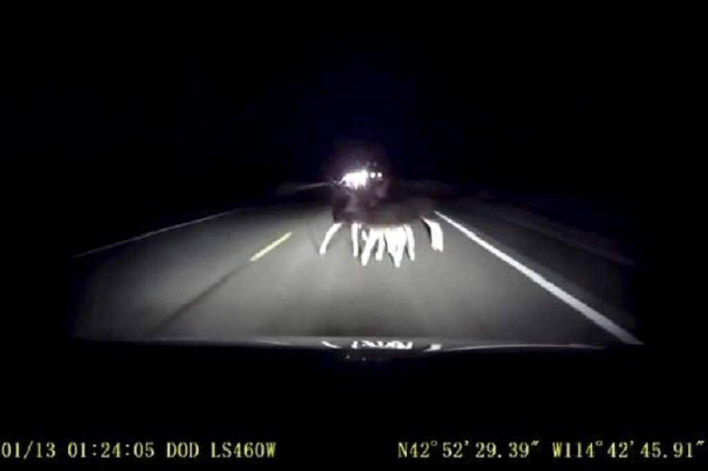 Deer vs. Vehicle Highway Crash in Minnesota Ends in Large Fire - Wide ...