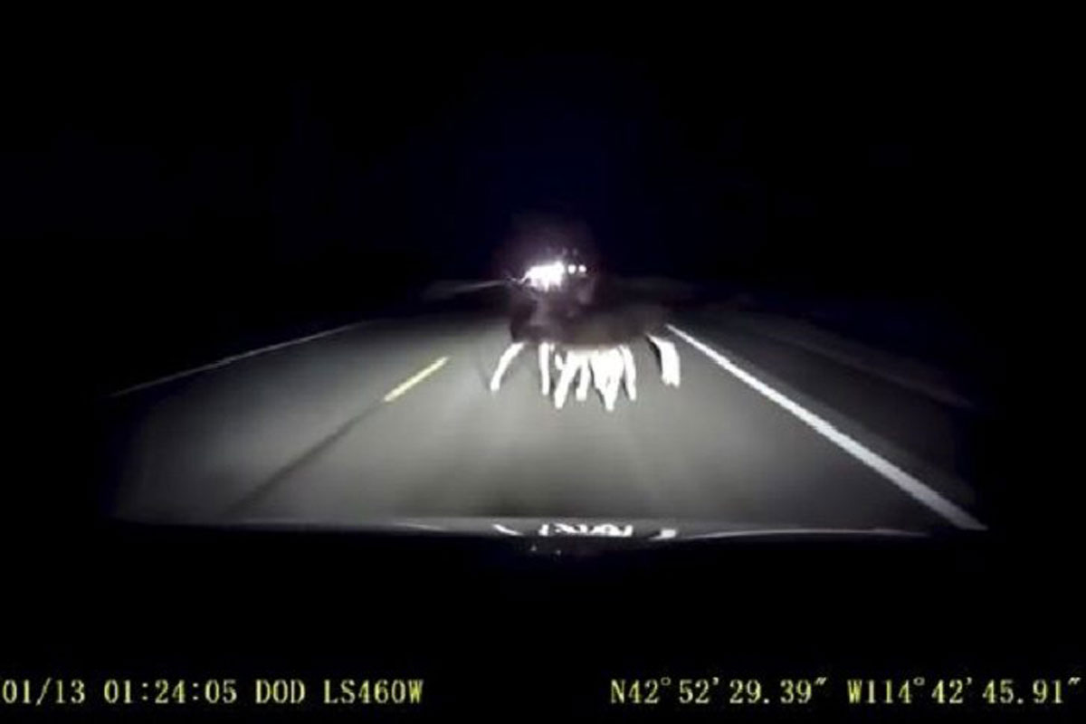 11 Terrifying Animal-Vehicle Collisions Caught on Video - Wide Open Spaces