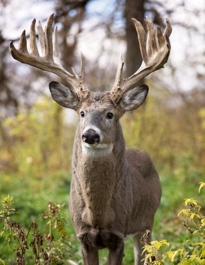 How to Score a Buck in 5 Easy Steps - Wide Open Spaces