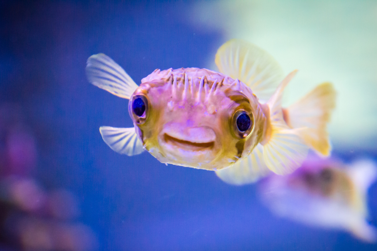 50 Fish Puns and Jokes That Will Have You Kraken Up