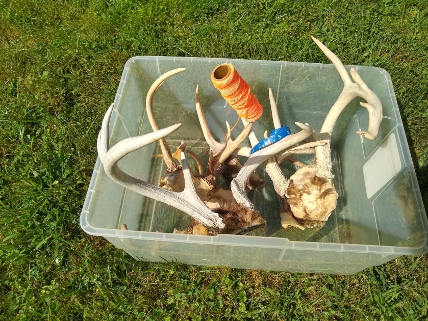 How to Score a Buck in 5 Easy Steps - Wide Open Spaces