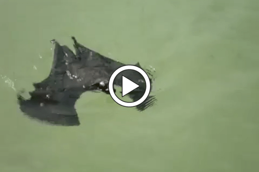 Did You Know Bats Can Swim? Here's Proof