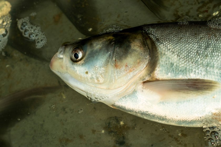 Asian Carp Gets Rebranding Effort