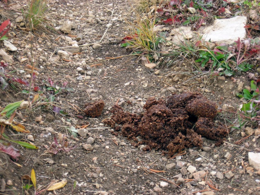 Bear Scat: How to Identify Poop From the Most Common Species