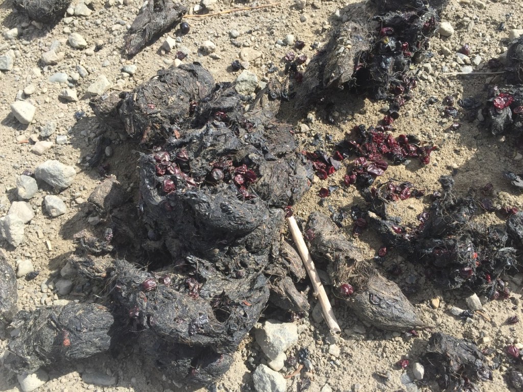 Bear Scat: How to Identify Poop From the Most Common Species