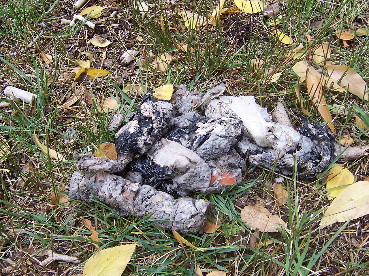 Bear Scat: How to Identify Poop From the Most Common Species