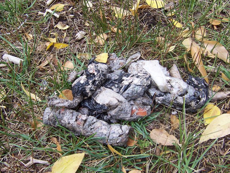 Bear Scat: How to Identify Poop From the Most Common Species