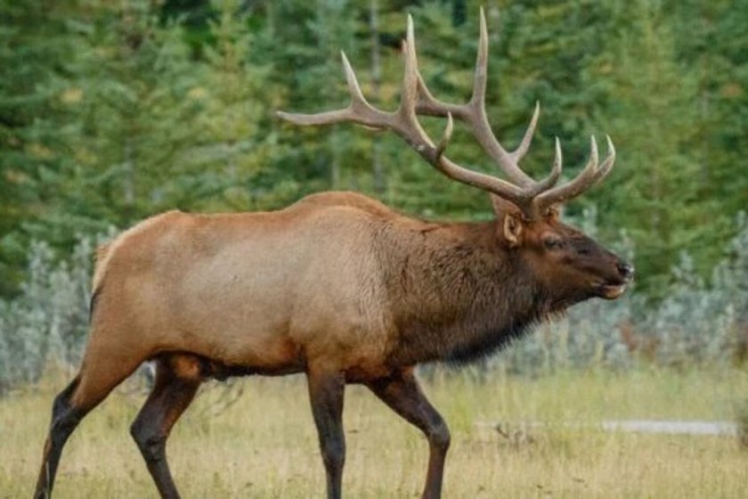 This Monster Montana Elk is the New World Record with a Bow