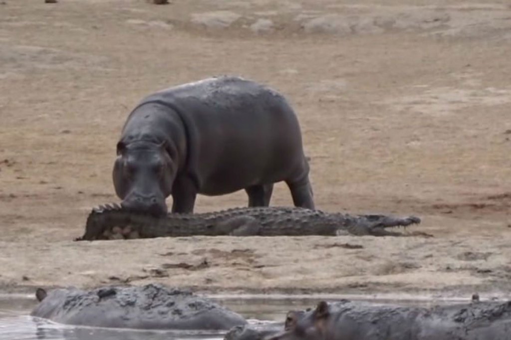 Young Hippo Uses a Full-Grown Crocodile as a Toy - Wide Open Spaces