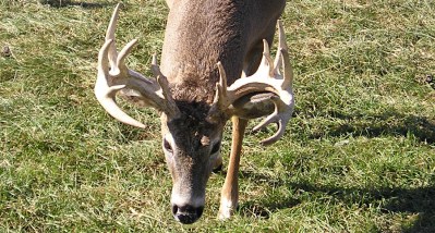 Rapid, 24-Hour CWD Field Test Developed by Minnesota Researchers - Wide ...