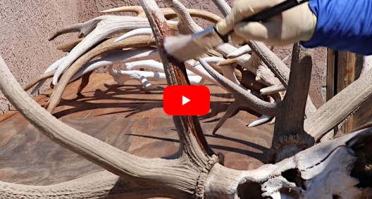 Bleached Out Deadhead Elk Skull Beautifully Restored to Original Colors ...