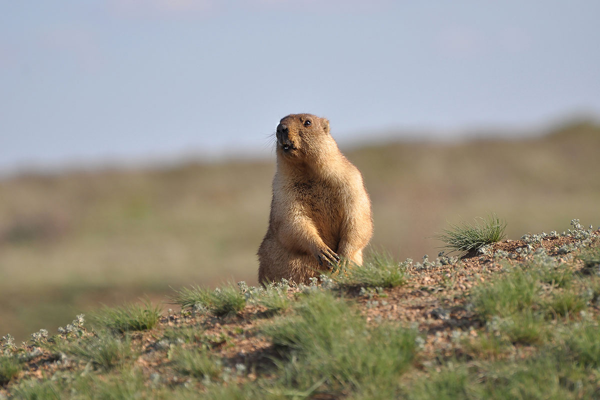 The 5 Best Guns for Critter Control - Wide Open Spaces