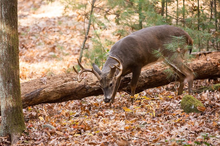 The Best Deer Attractants, According to an Avid Hunter