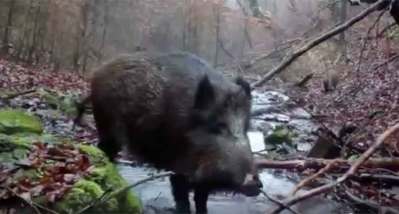 Video Footage Shows Just How Resilient Wild Boars Really Can Be - Wide ...