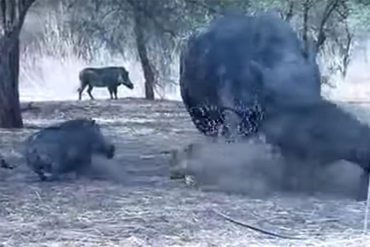 Footage Shows Rhino Sending Warthog Airborne - Wide Open Spaces
