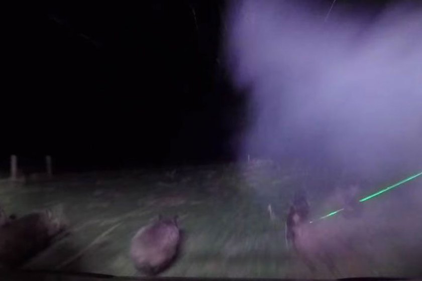 Texas Hunters Drop 70 Feral Hogs Using Lasers - Wide Open Spaces
