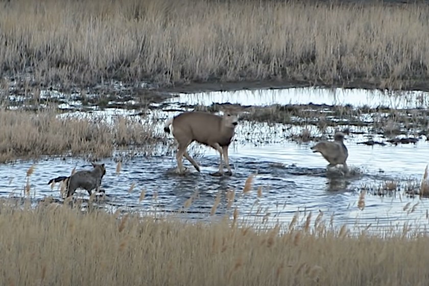 Hungry Coyote Chases Fawn With Two Does in Hot Pursuit - Wide Open Spaces