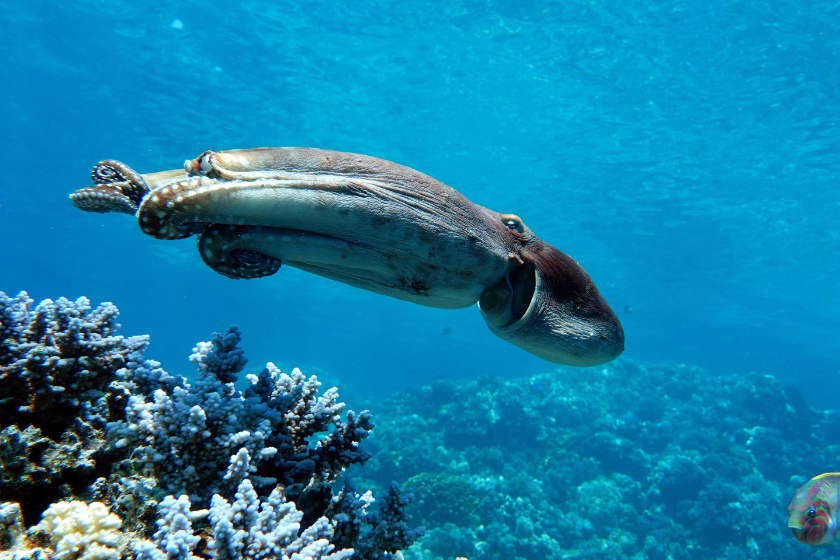 Octopus Tries To Eat Shark In Shocking Video - Wide Open Spaces