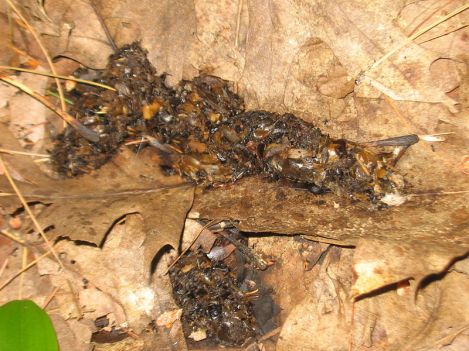 Raccoon Scat: How to Identify It and Why It Can Be Dangerous