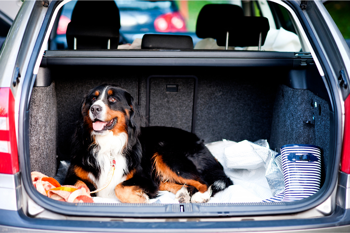 Road Trip With Your Dog? Here’s How To Do It the Right Way
