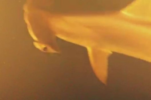 Looking Back on the Sharks Found Inside Active Volcano Near Soloman ...