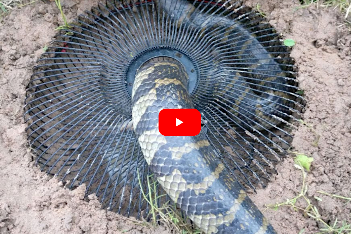 Girl Catches Massive Snake With Clever DIY Trap - Wide Open Spaces