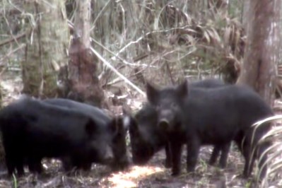 Hog Dogs: The Best Breeds for Hog Hunting - Wide Open Spaces