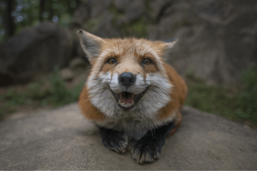 45 Fox Names: Cute, Popular and Famous Pet Name Ideas