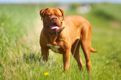 The Sandlot Dog: Hercules a.k.a 'The Beast' Was Really a Sweetheart
