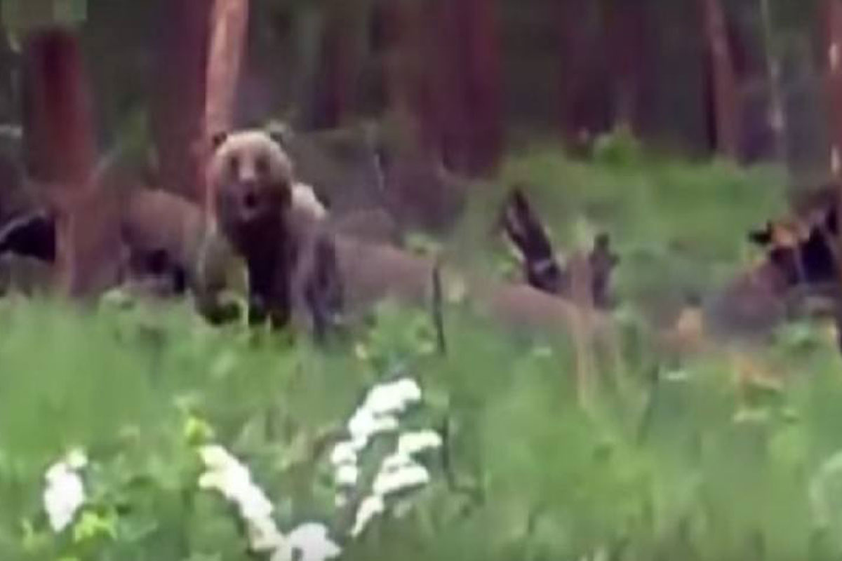 Hunters Barely Down Charging Bear Before It Can Do Serious Damage