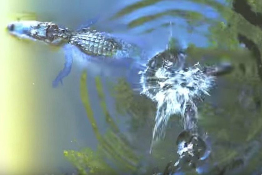 Footage Captures Alligator Snapping Turtle Attacking an Alligator ...