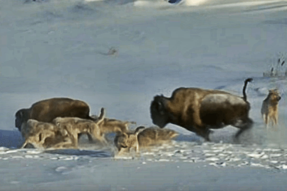 Bison Attacked by Pack of Wolves, Then Another Bison - Wide Open Spaces