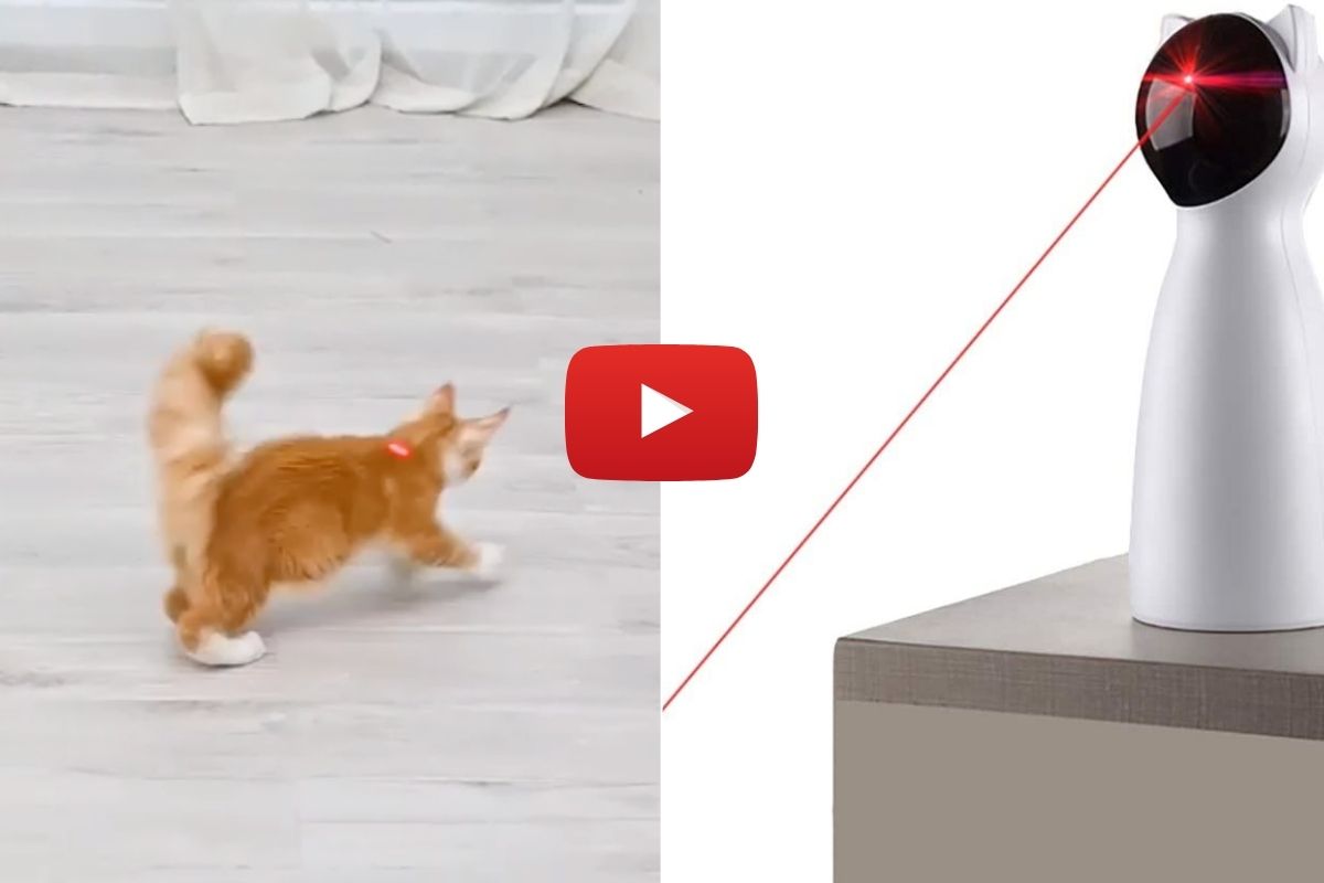 5 Best Cat Laser Toys of 2022 to Satiate Bored Cats (Automatic Lasers)