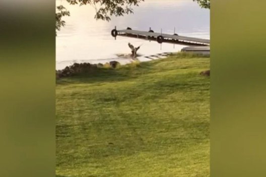 Rare 'Bullwinkle Syndrome' Deer Caught on Mississippi Trail Cam - Wide ...