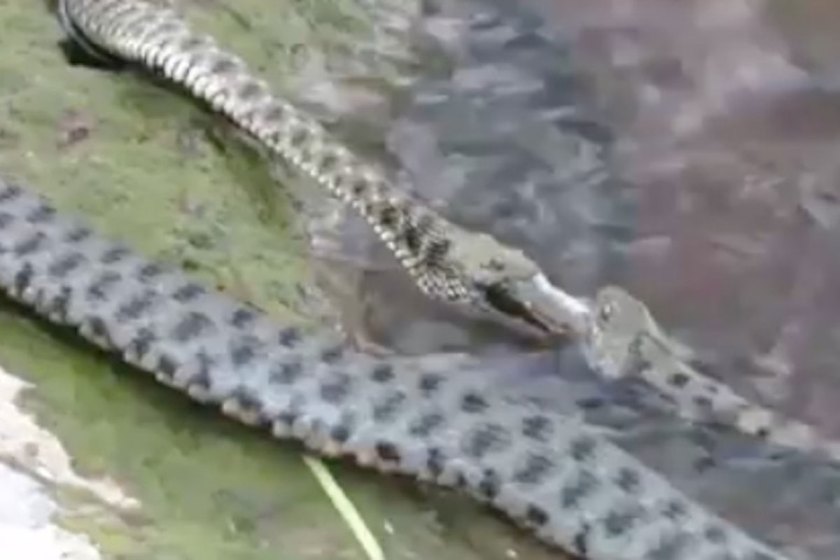 This Breeding Ball of Snakes is Very Cool and Nightmarish at the Same ...