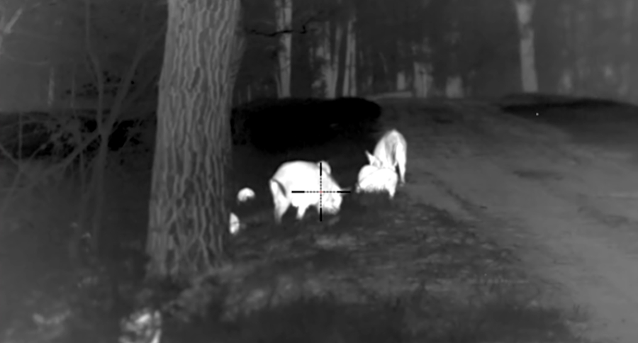 Hunter Takes Out 19 Feral Hogs Solo in Awesome Thermal Vision Footage ...