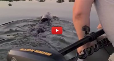 Researcher Removes Plastic Straw Lodged in Turtle's Nose - Wide Open Spaces