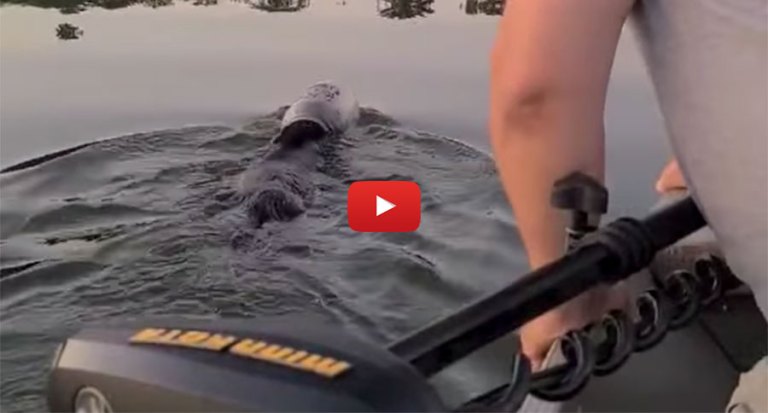 Muskie Bait: Wisconsin Lad Gets 16 Stitches From Muskellunge Bite ...