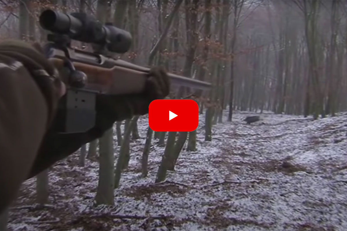 10 Extremely Intense Wild Boar Attacks You'll be Glad Aren't Happening ...