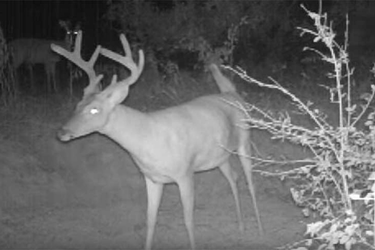 When a Deer Farts in the Woods, Does It Sound Like This? - Wide Open Spaces