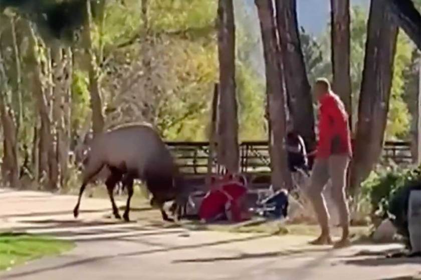Elk Attack on City Sidewalk Ends With Woman Antlered to the Ground ...