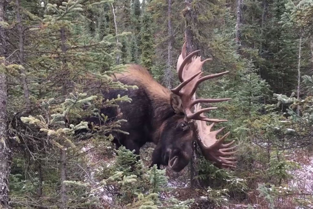 Stunning Bull Moose Footage Will Get Anyone's Blood Pumping - Wide Open ...