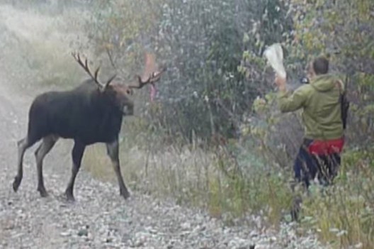 Check Out 4 of the Biggest, Baddest Moose on the Internet - Wide Open ...