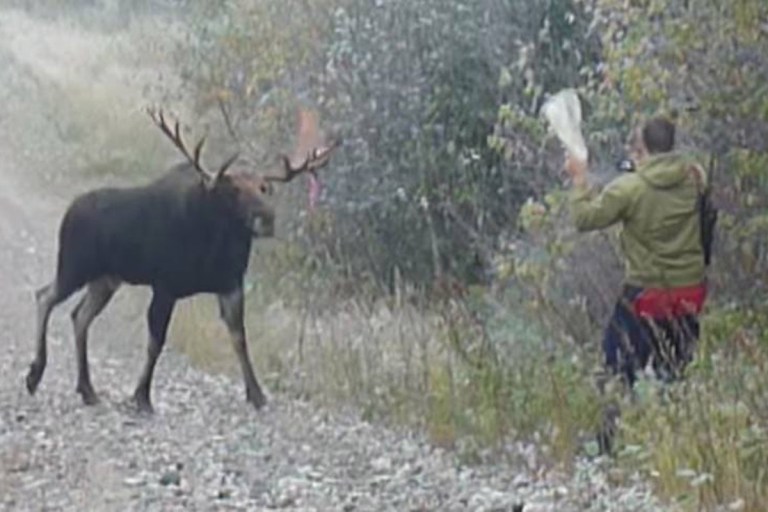 Moose Hunt Ends With Unbelievable Plot Twist - Wide Open Spaces