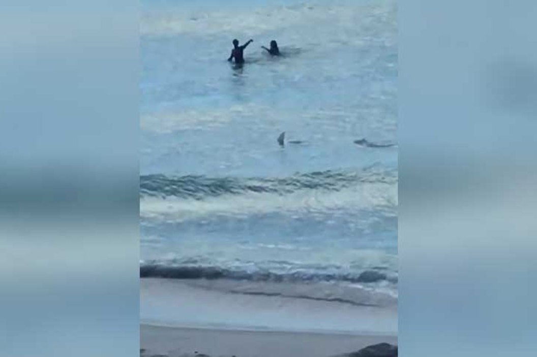 Shark Gets Eerily Close to Two Miami Beachgoers - Wide Open Spaces