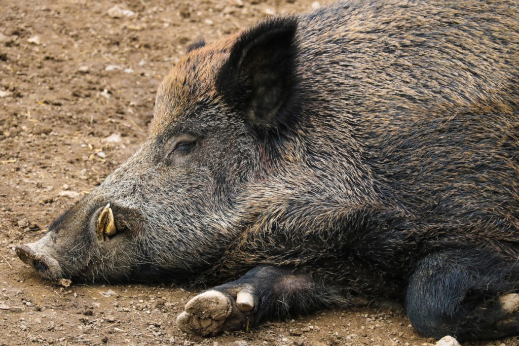 Rifle Calibers for Hog Hunting: Here Are 3 Top Choices - Wide Open Spaces