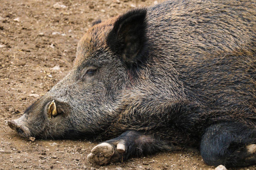 Rifle Calibers for Hog Hunting: Here Are 3 Top Choices - Wide Open Spaces