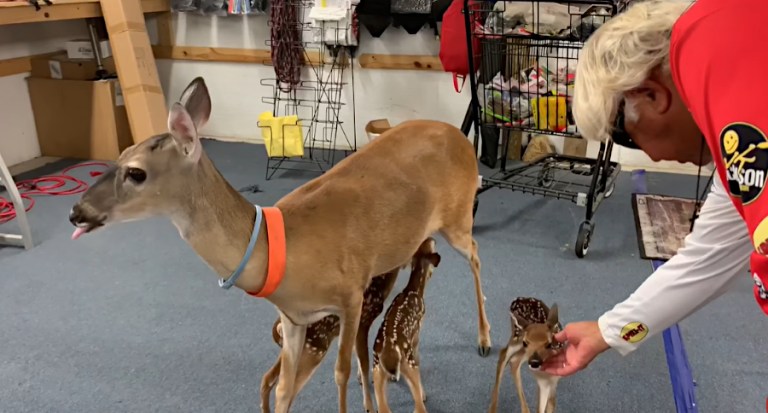 Jimmy Houston Joyous to Discover Pet Deer has Triplet Fawns - Wide Open ...
